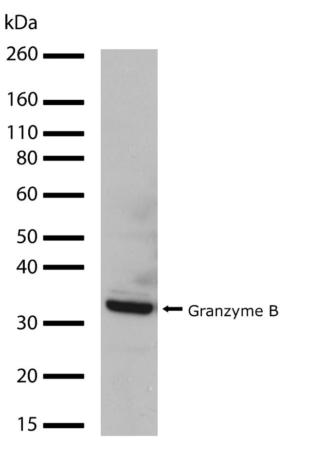 Granzyme B Antibody (701395)