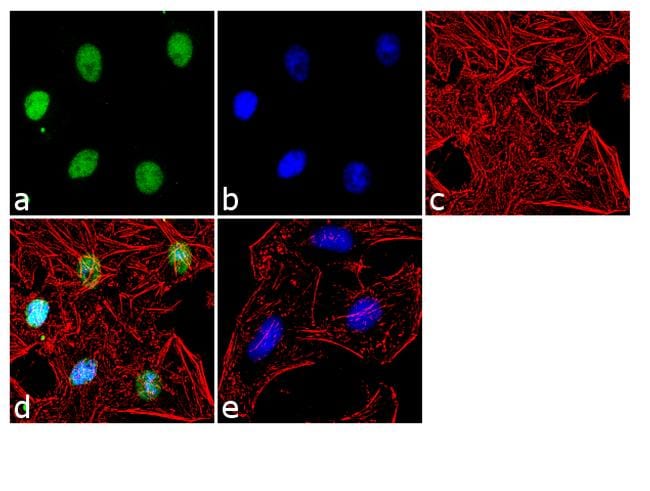 JunB Antibody (701702)