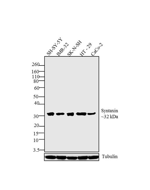 Syntaxin 6 Antibody (701823)