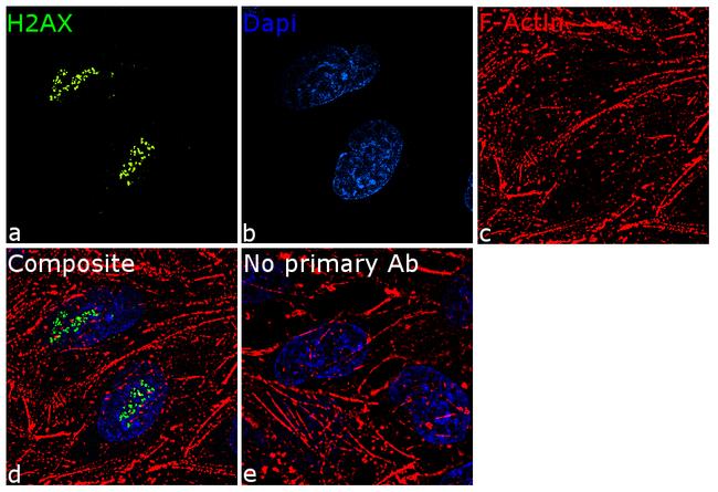 Histone H2A.X Antibody (701953)