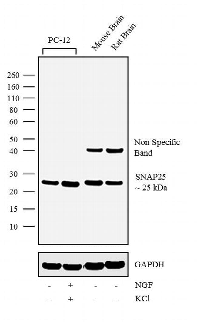 SNAP25 Antibody (701991)