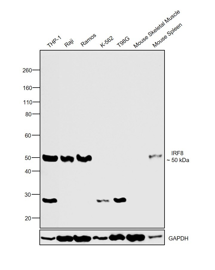 IRF8 Antibody (702323)
