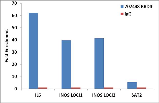 BRD4 Antibody (702448)