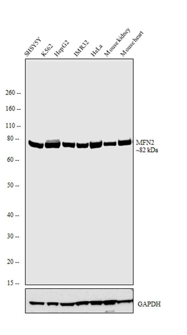 MFN2 Antibody (702768)