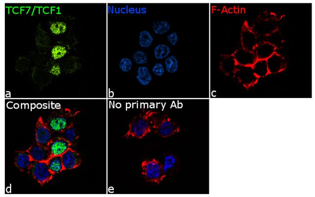 TCF7 Antibody (702957)