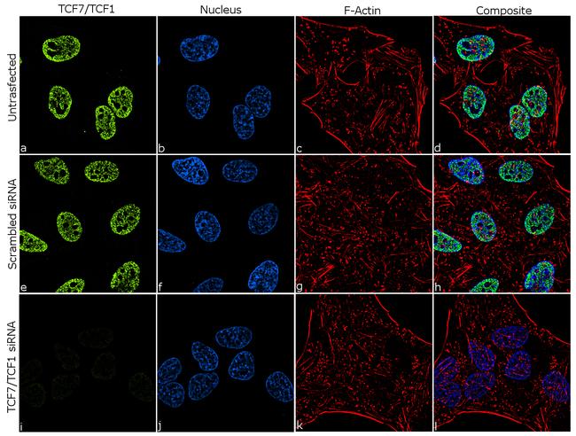TCF7 Antibody (702957)