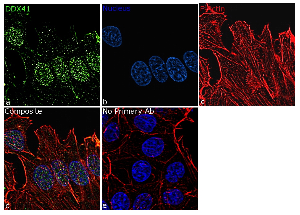 DDX41 Antibody (703142)