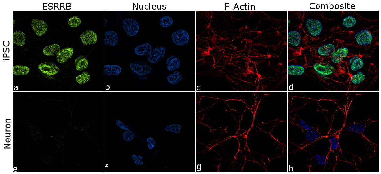 ESRRB Antibody (703237)