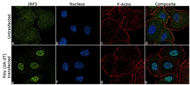 IRF3 Antibody (703682)