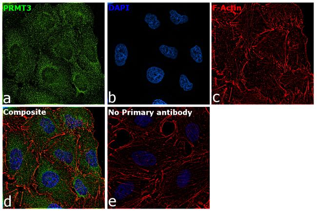 PRMT3 Antibody (703744)