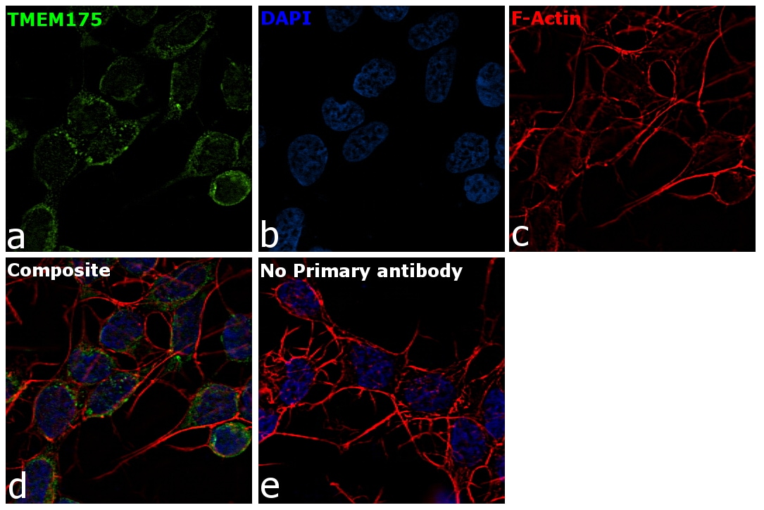 TMEM175 Antibody (703805)