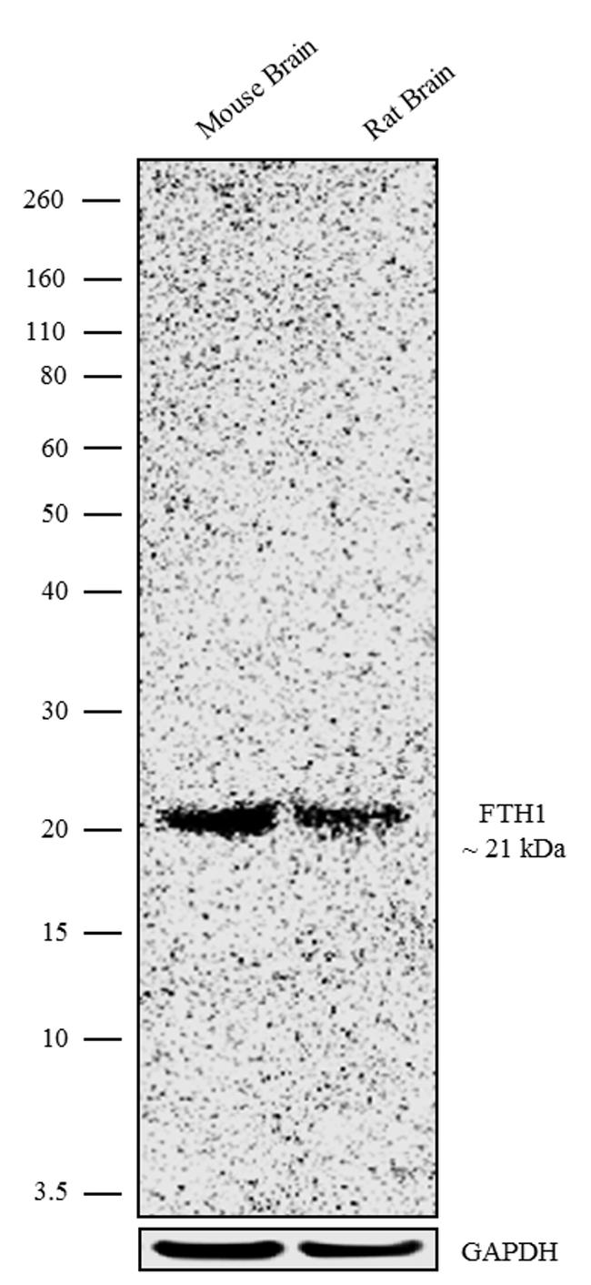 Anti-FTH1 Antibodies | Invitrogen