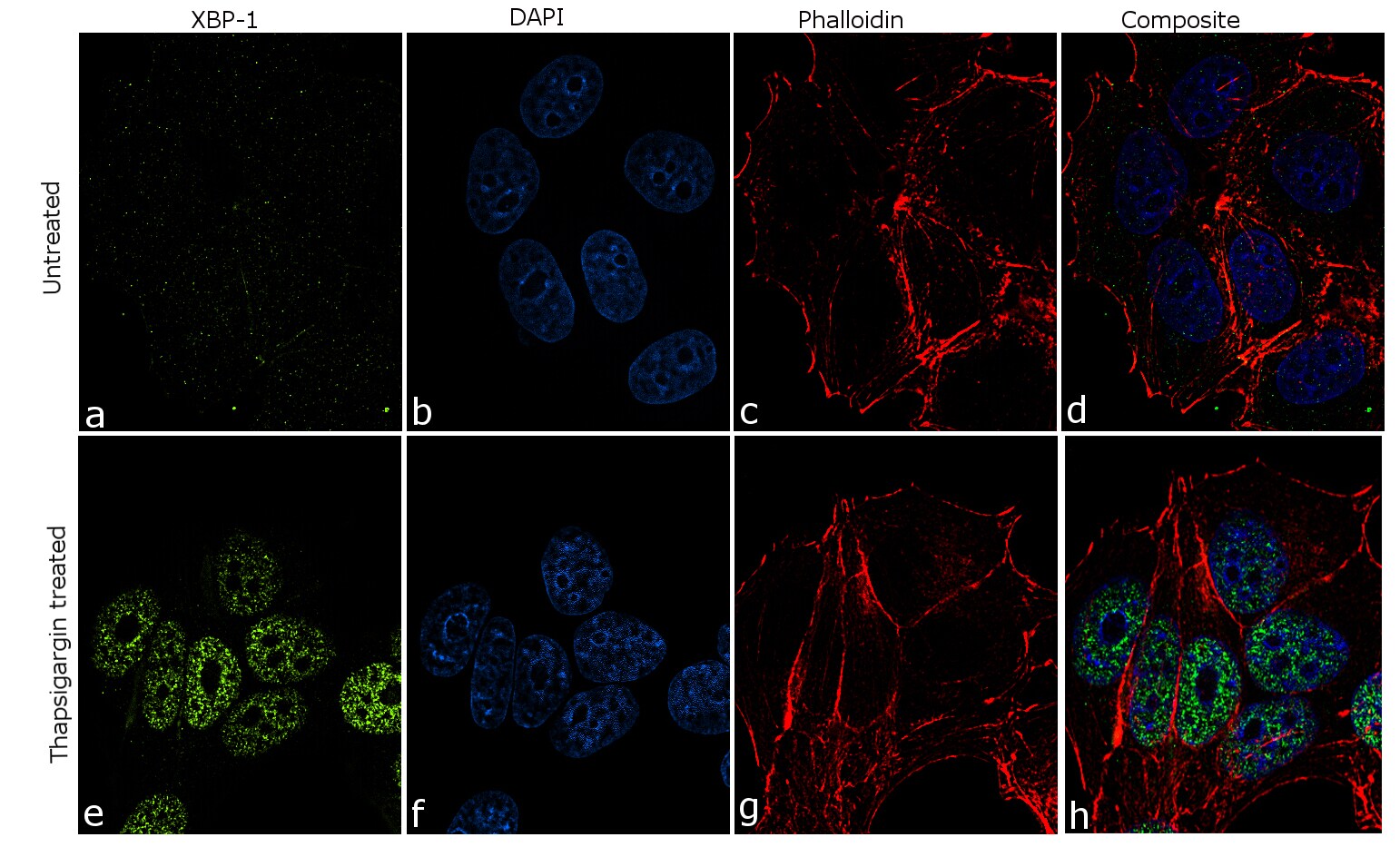 XBP1 Antibody (711490)