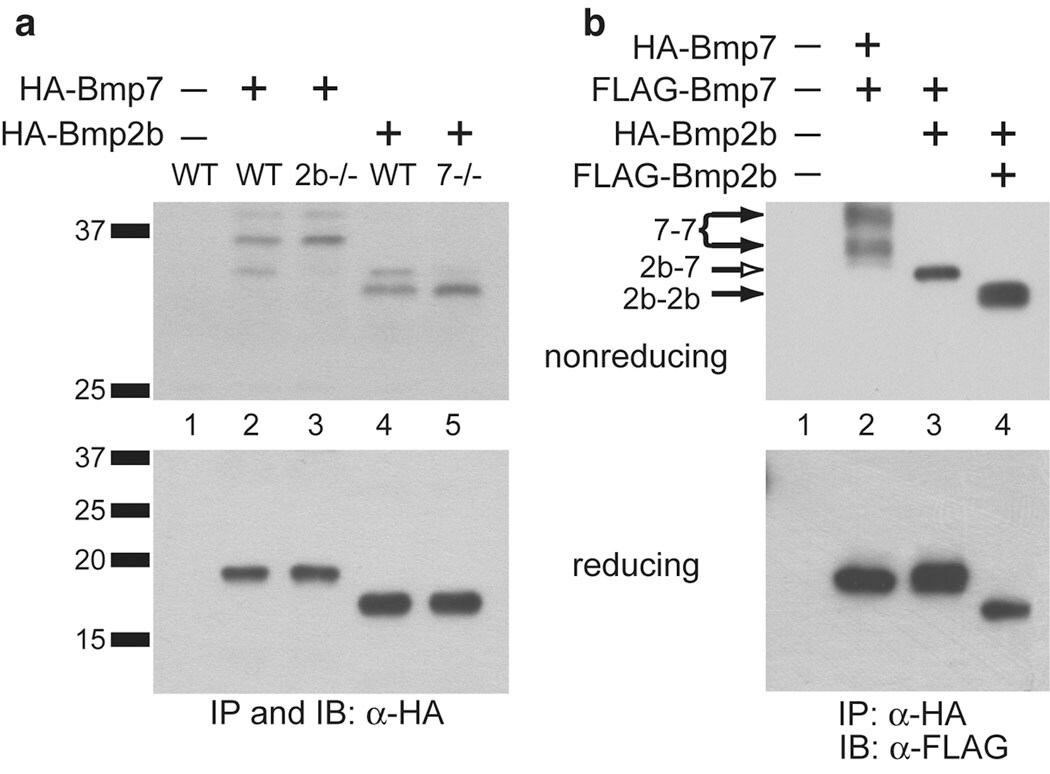 HA Tag Antibody (71-5500)
