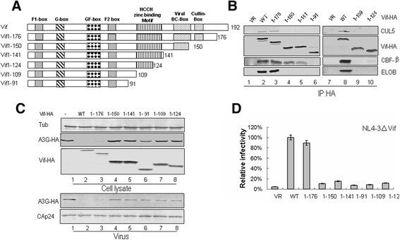 HA Tag Antibody (71-5500)