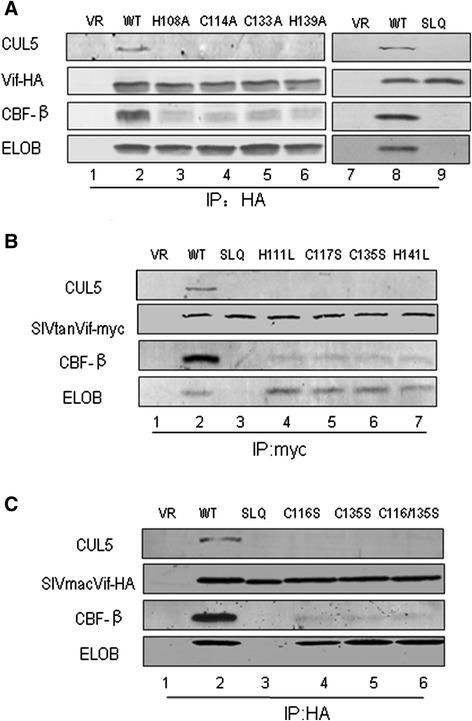 HA Tag Antibody (71-5500)