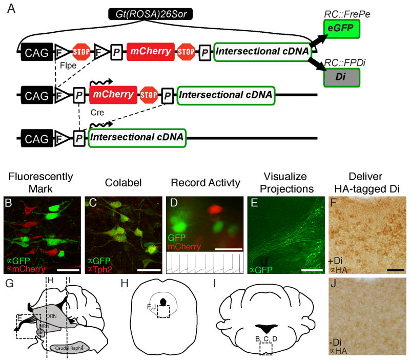 HA Tag Antibody (71-5500)
