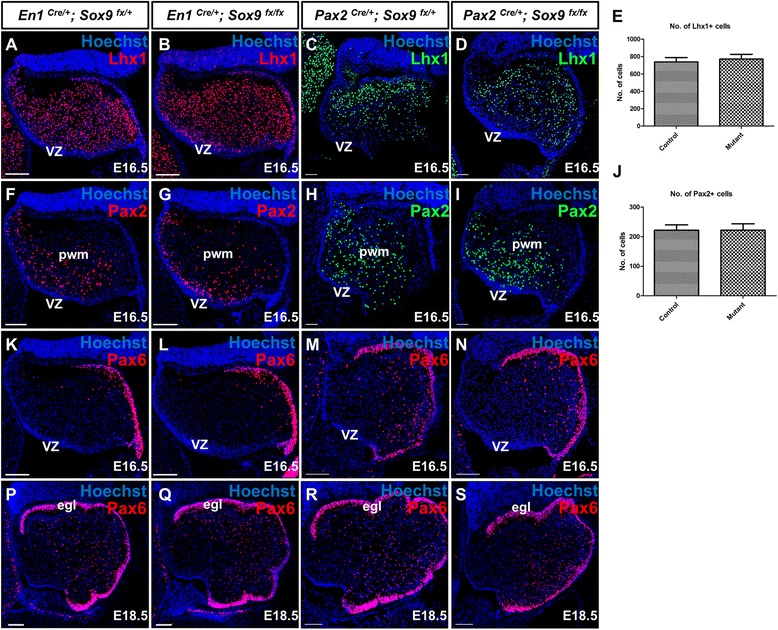 PAX2 Antibody (71-6000)