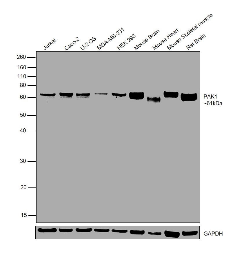 PAK1 Antibody (71-9300)