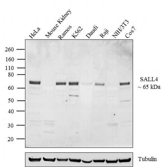 SALL4 Antibody (720030)