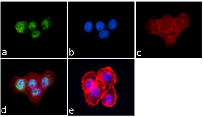 JunD Antibody (720035)