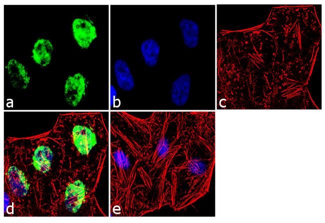 Histone H4 Antibody (720166)