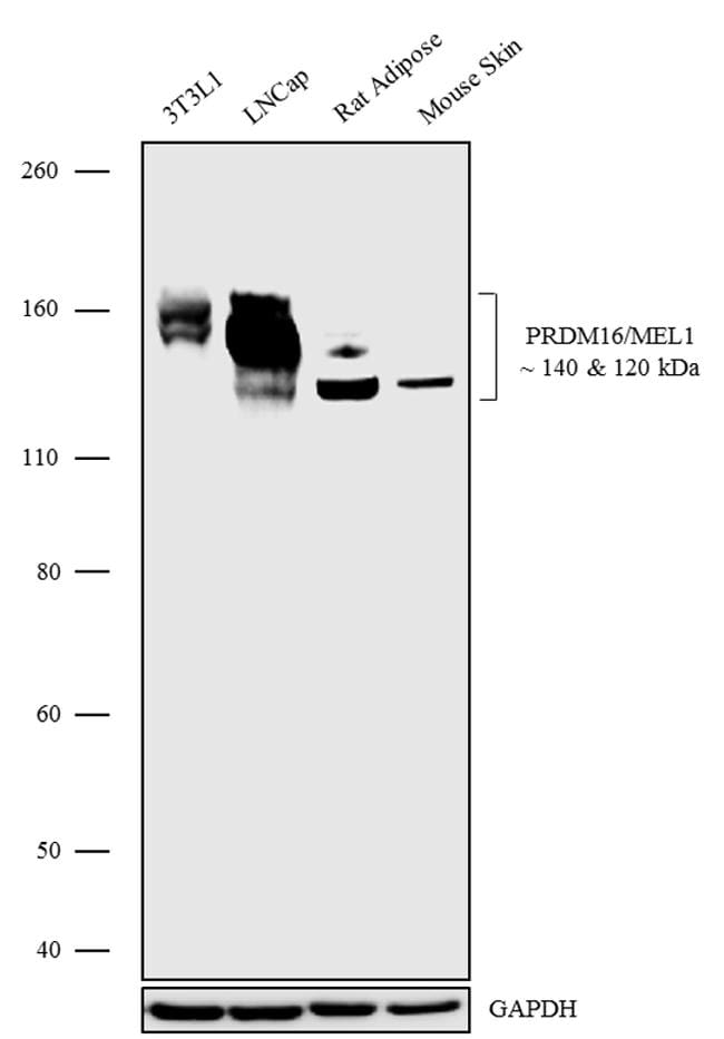 Anti-PRDM16 Antibodies | Invitrogen