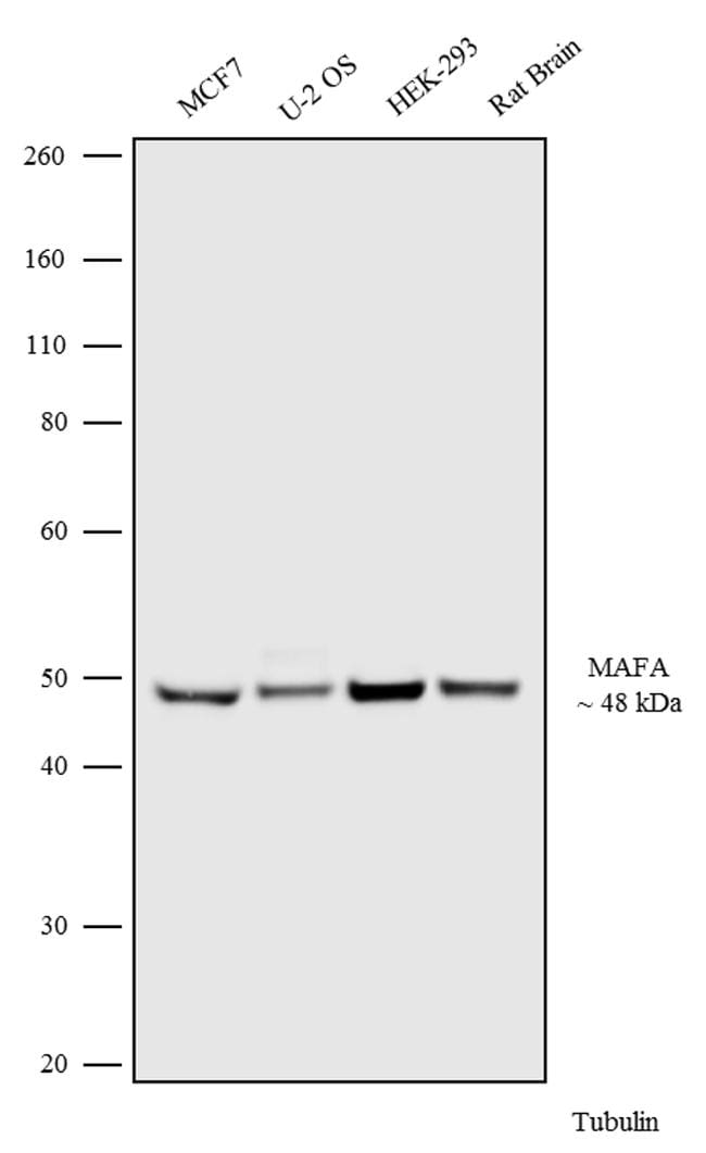 MAFA Antibody (720262)