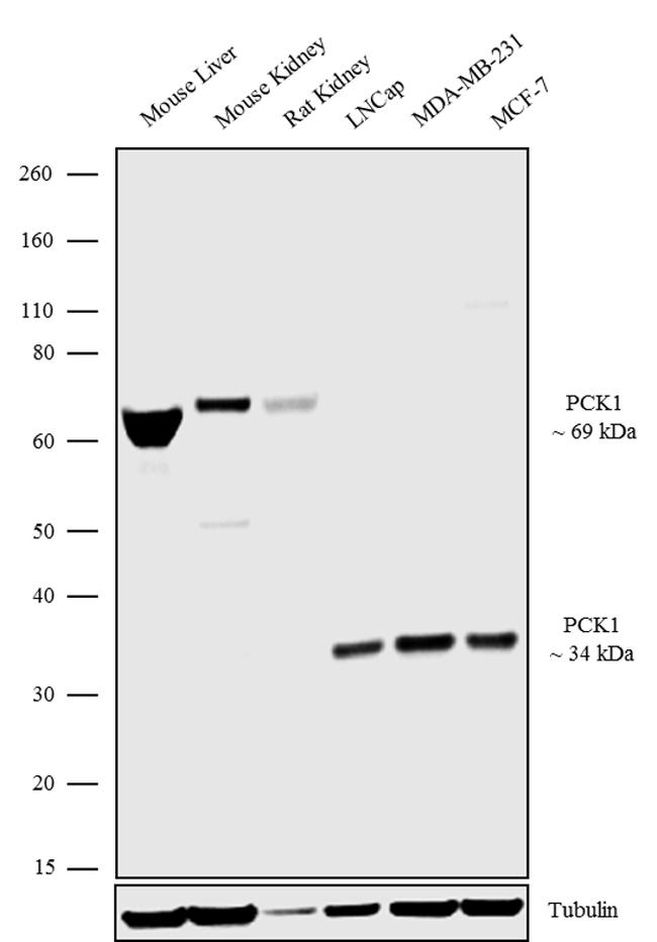 PCK1 Antibody (720266)