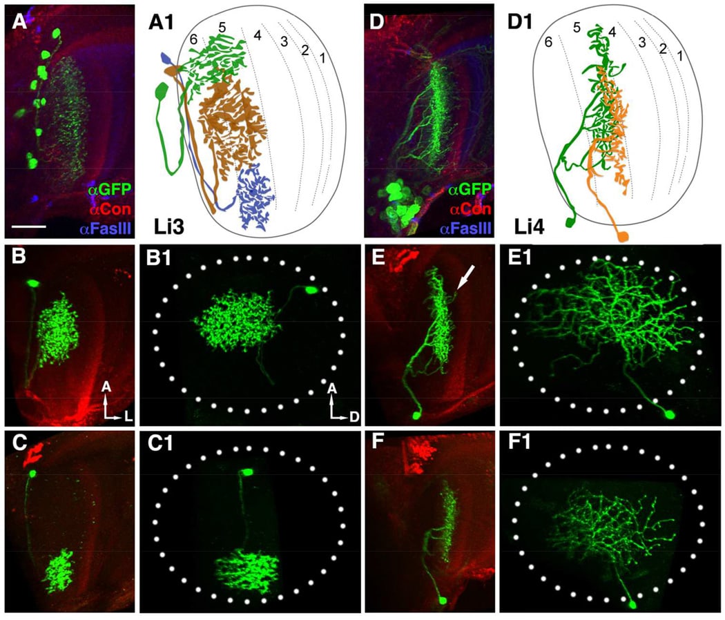 GFP Antibody (G10362)