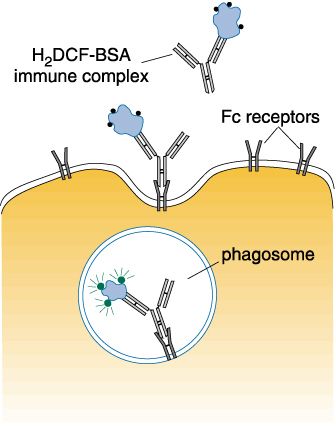 Bovine Serum Albumin Antibody (A11133)