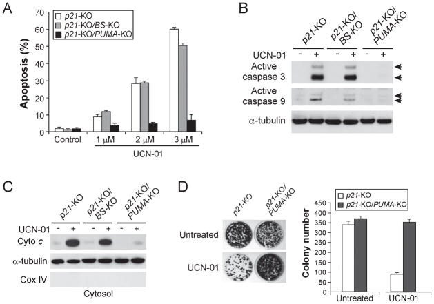 OxPhos Complex IV subunit IV Antibody (A21348)