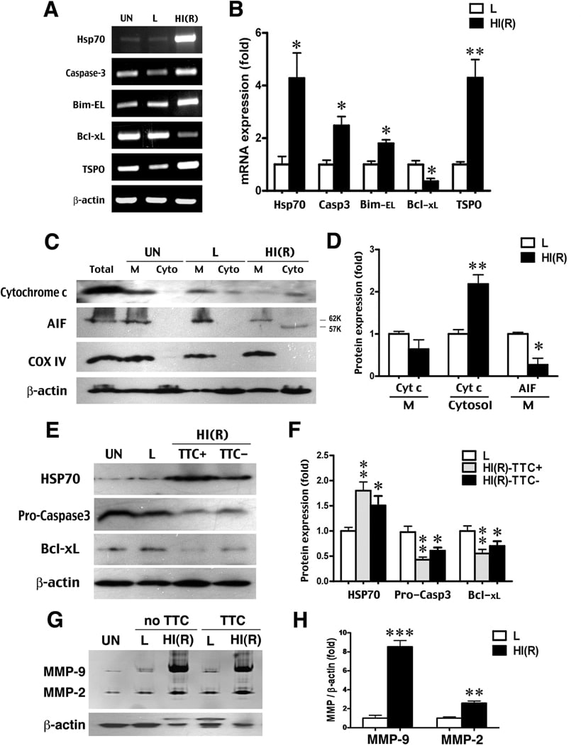 Complex IV Antibody (A21348)