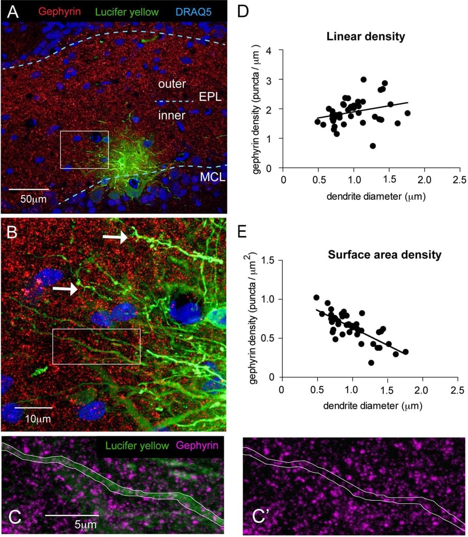 Lucifer Yellow Antibody (A-5750)