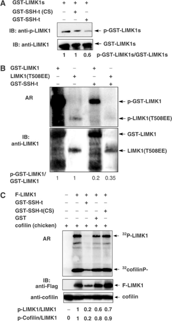 GST Tag Antibody