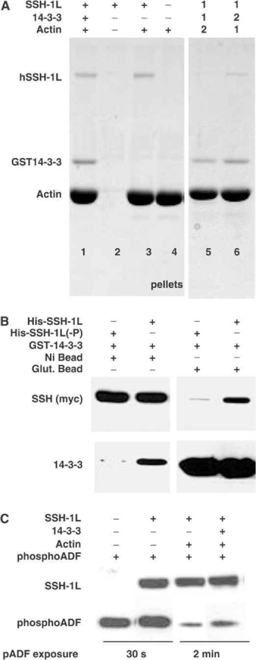 GST Tag Antibody