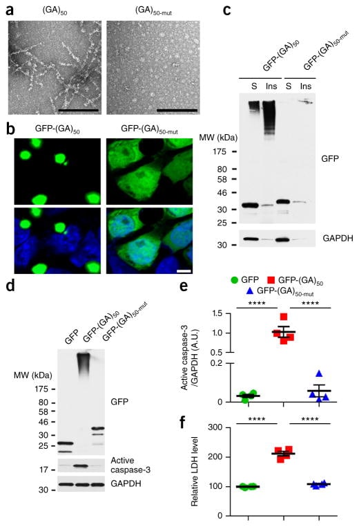 GFP Antibody