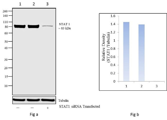 STAT1 Antibody (AHO0832)