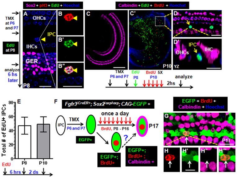 BrdU Antibody, Alexa Fluor® 488 (B35130)