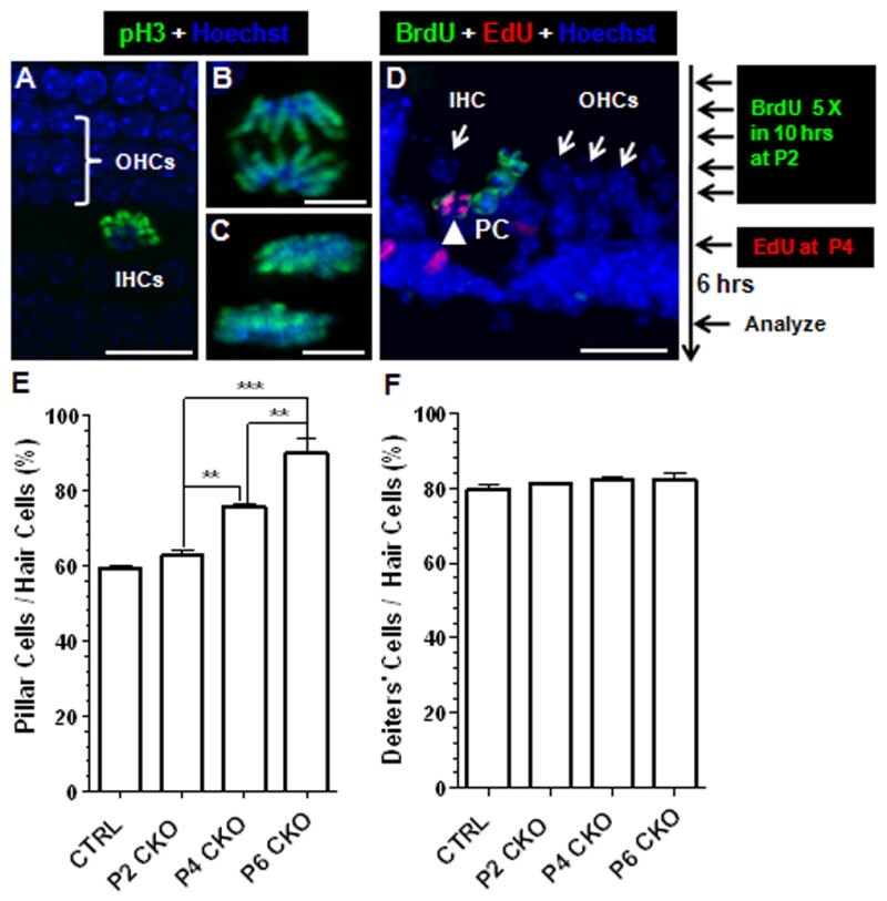 BrdU Antibody, Alexa Fluor™ 647 (B35133)