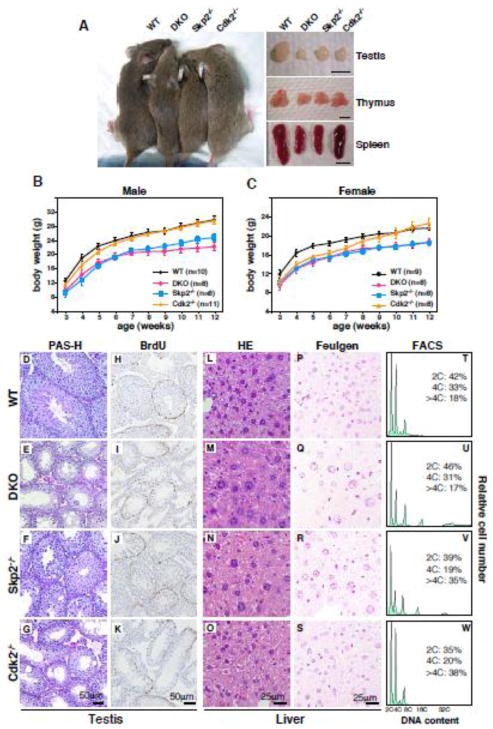 BrdU Antibody, Biotin (B35138)
