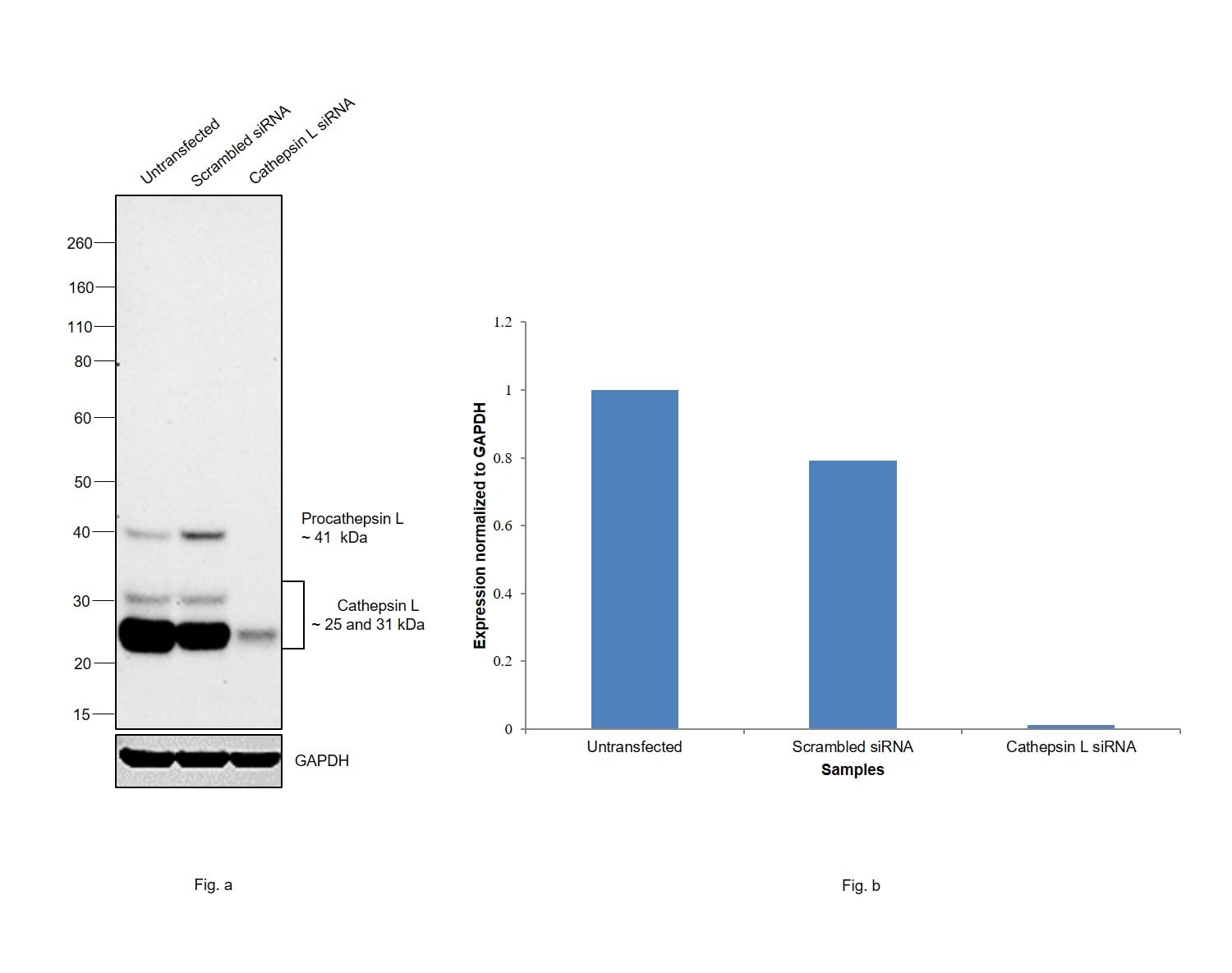 Cathepsin L Antibody (BMS1032)