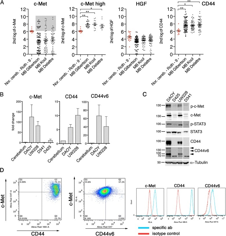 CD44var (v6) Antibody (BMS125)