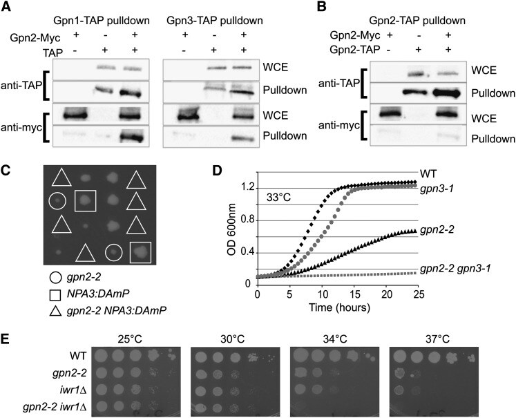 TAP Tag Antibody