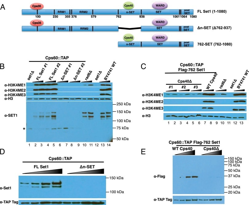 TAP Tag Antibody