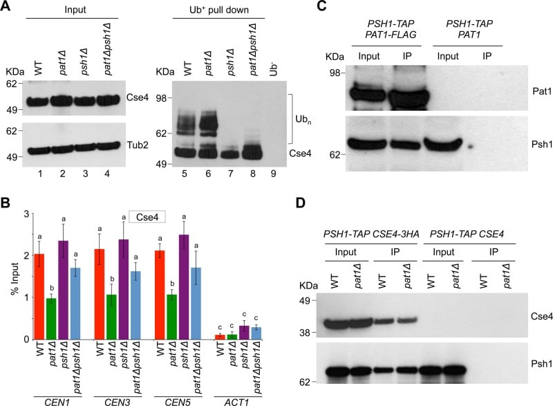 TAP Tag Antibody (CAB1001)