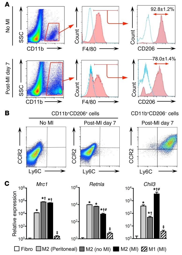Ly-6C Antibody, APC-eFluor® 780 (Monoclonal, HK1.4)