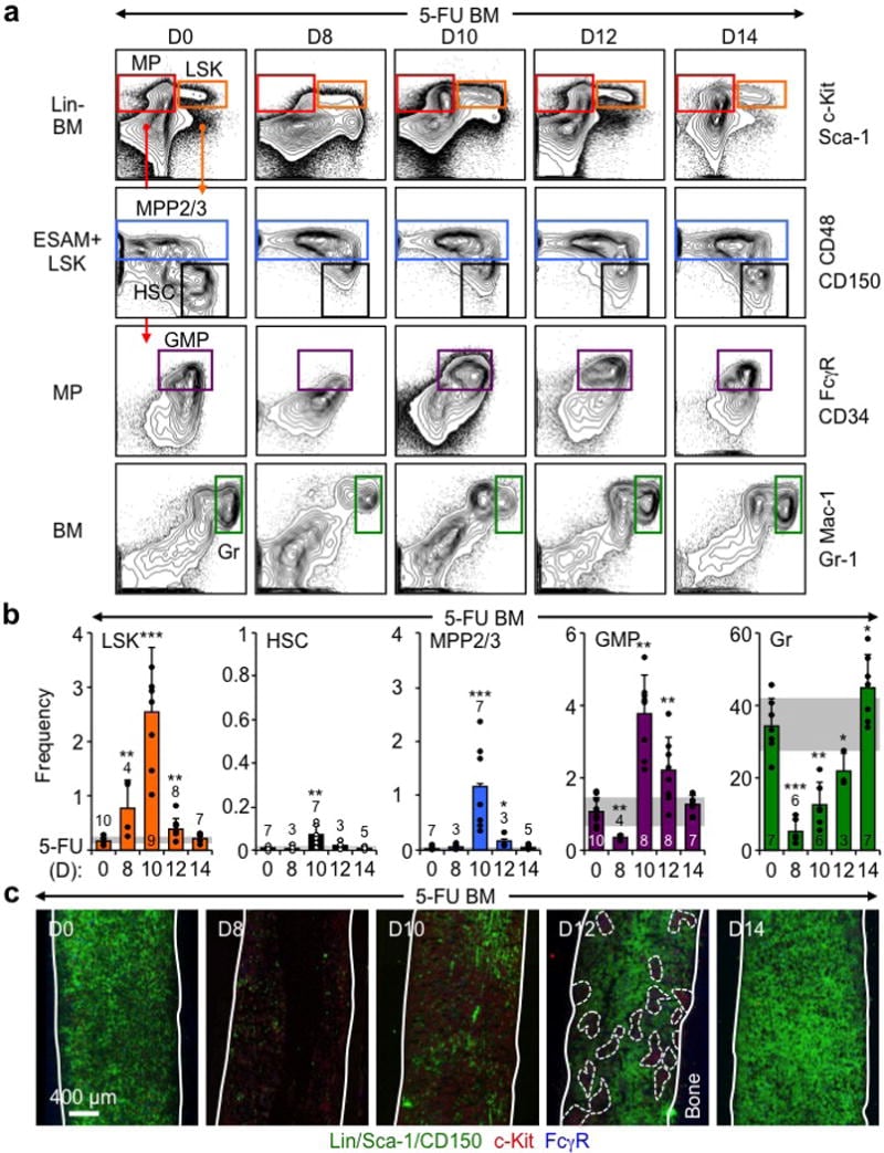 CD16/CD32 Antibody (14-0161-82)