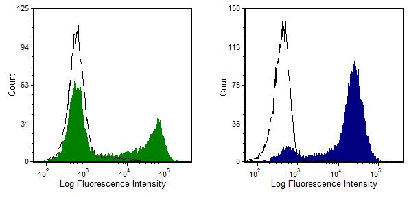 CD8 alpha Antibody, FITC (MA5-17397) CD8 alpha Antibody, FITC (MA5-17397)
