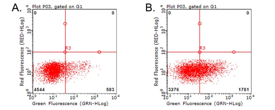 CD70 Antibody (CF813206)